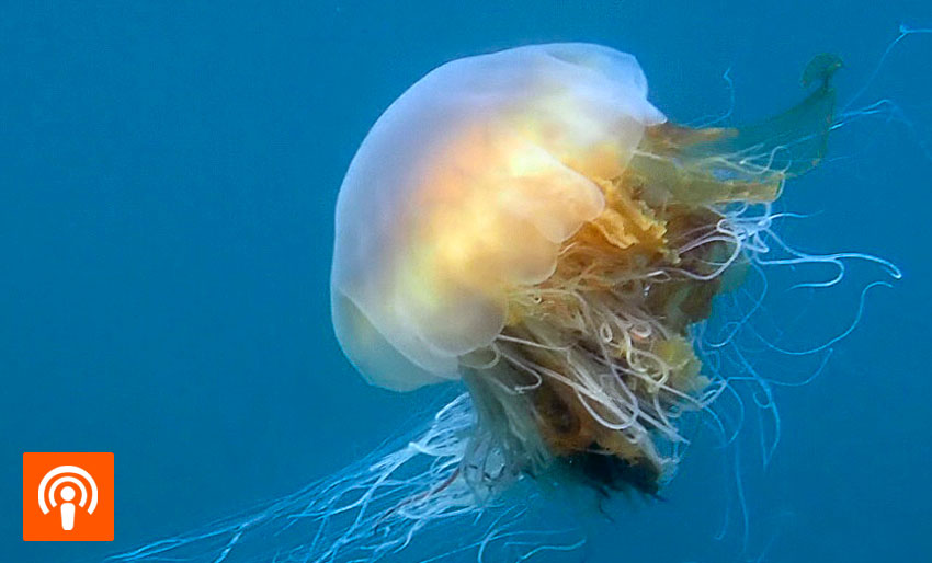 Hva driver egentlig hummeren med?