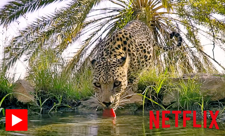 Our Planet E05: Deserts to Grasslands