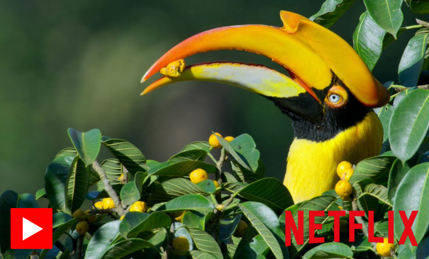 Our Planet E08: Forests