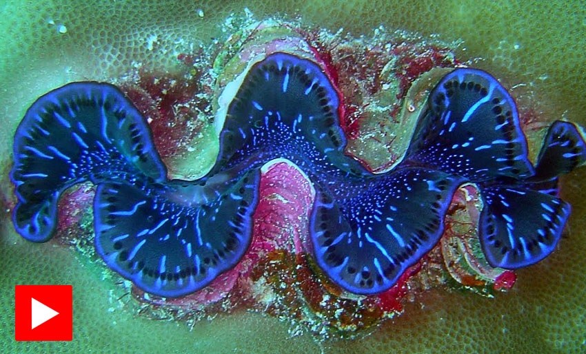 Én måned til Dykmässan